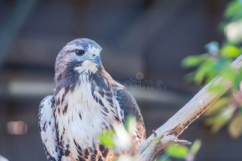 Hawk perched on a branch stock photo. Image of outdoors - 102442762