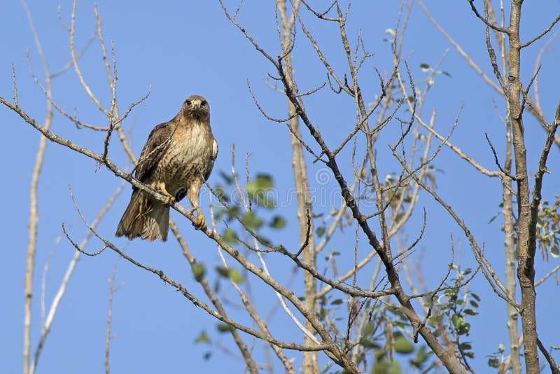 Hawk perched on branch. stock image. Image of feather - 71888623