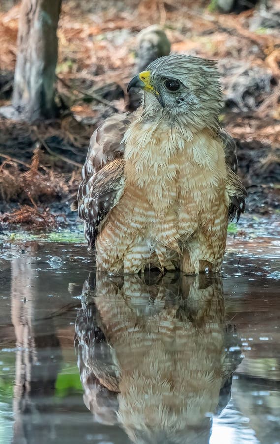 Hawk Perched on the Edge of a Shallow Pool of Water, Its Feathers ...