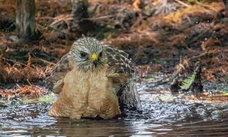 Hawk Perched on the Edge of a Shallow Pool of Water, Its Feathers ...