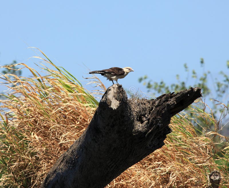 Hawk perched on a log stock image. Image of feather, perched - 66909977