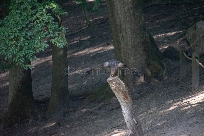 Hawk Perched on a Log in Wildpark Schwarze Berge Stock Image - Image of ...