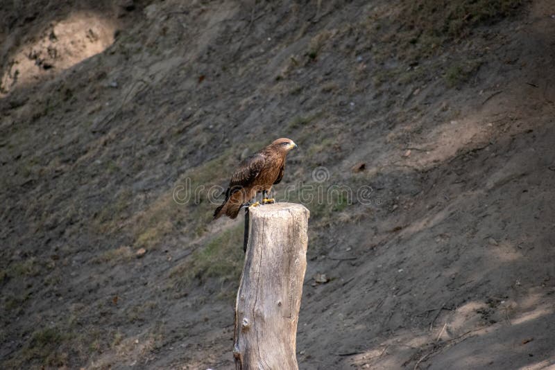 Hawk Perched on a Log in Wildpark Schwarze Berge Editorial Image ...