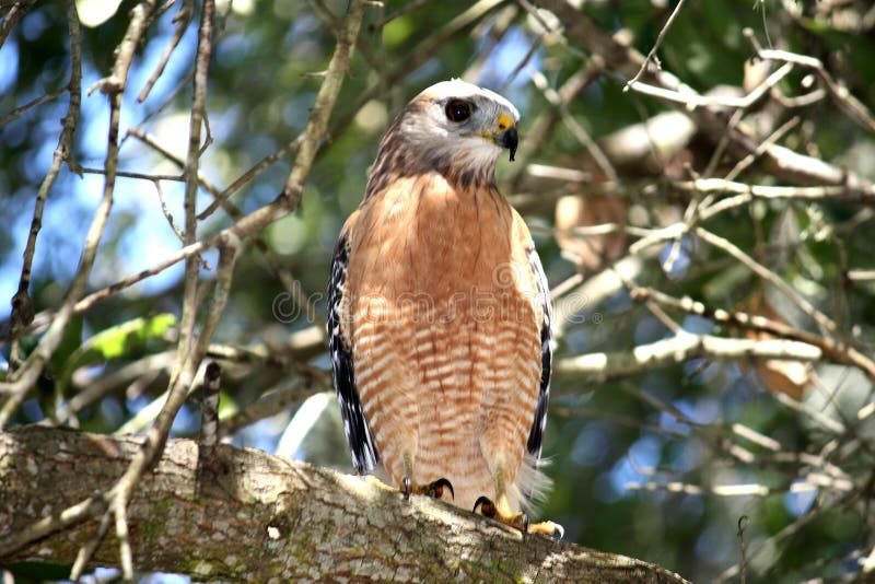 Hawk perched in a tree stock photo. Image of wildlife - 6778692