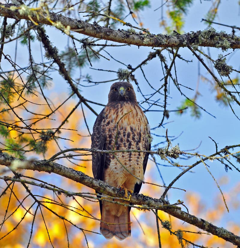 Hawk Perched in a Tree with Autumn Colors. Stock Image - Image of wings ...