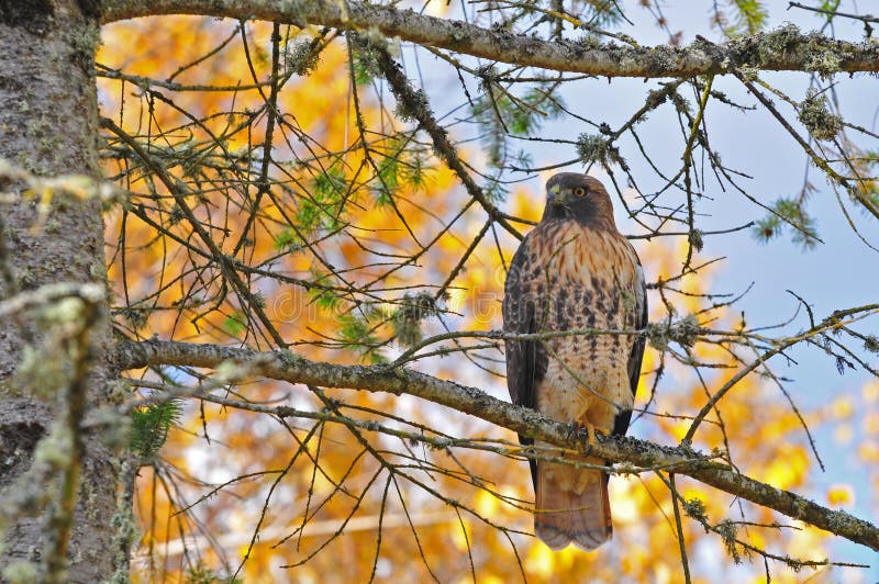 Hawk Perched in a Tree with Autumn Colors. Stock Image - Image of ...