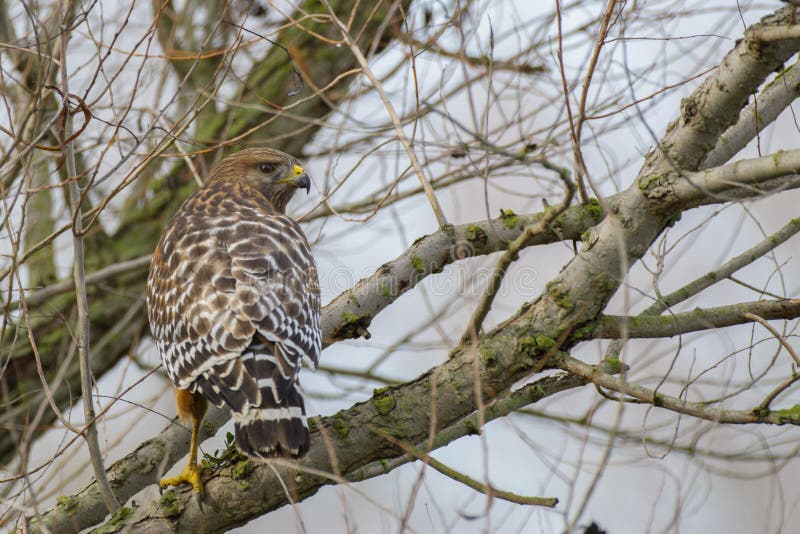 Hawk Perched on Tree Branch Stock Photo - Image of outdoors, bird ...