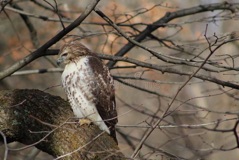 Hawk Perched on Tree Limb in Winter Stock Photo - Image of bird ...