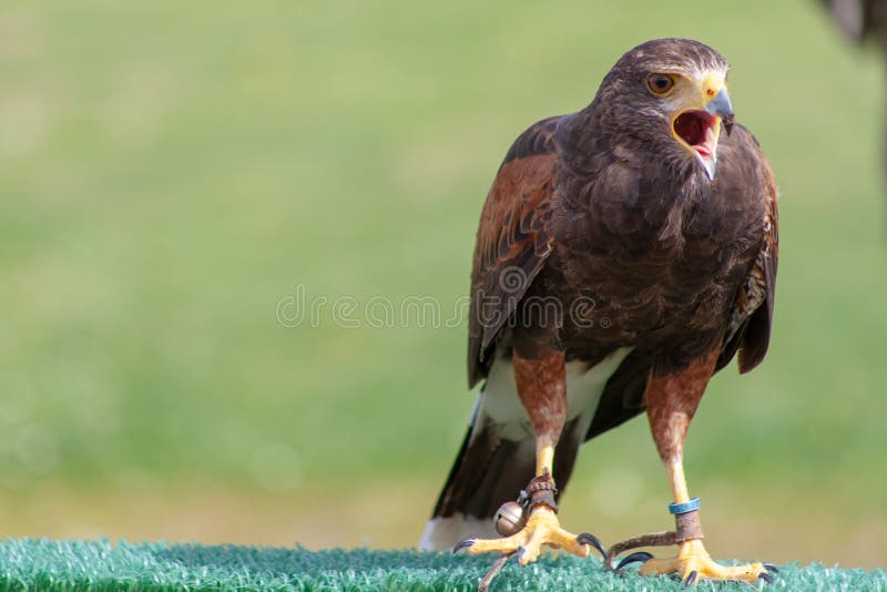 314 Hawk Screaming Stock Photos - Free & Royalty-Free Stock Photos from ...