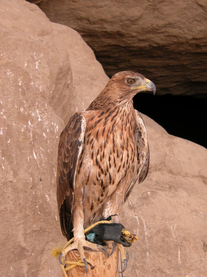 1,179 Pet Hawk Stock Photos - Free & Royalty-Free Stock Photos from ...