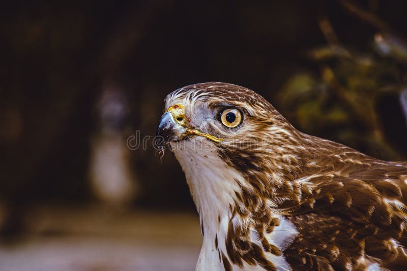 Hawkphoto Stock Photos - Free & Royalty-Free Stock Photos from Dreamstime