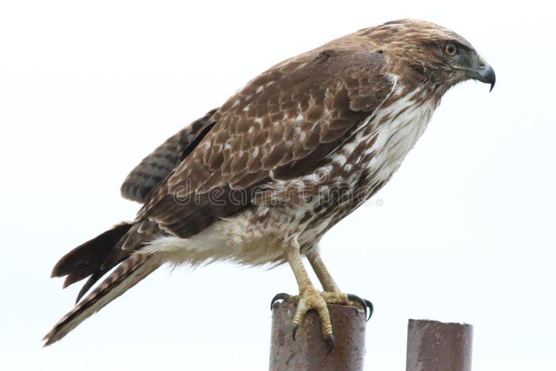Hawk with full body stance stock photo. Image of tree - 81061004