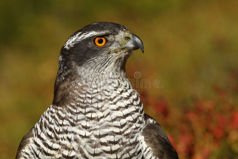 Hawk portrait stock image. Image of wild, nature, pride - 27469377