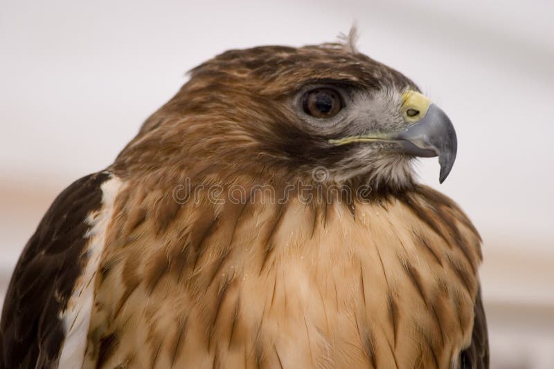 Hawk Portrait stock photo. Image of tailed, beak, bird - 481222