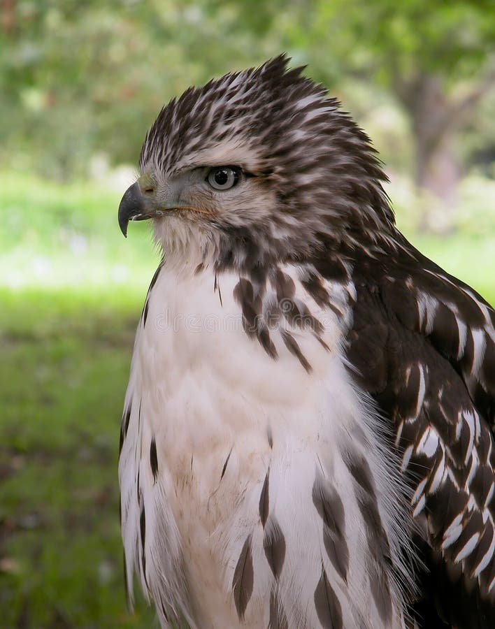 Hawk Picture. Image: 564948