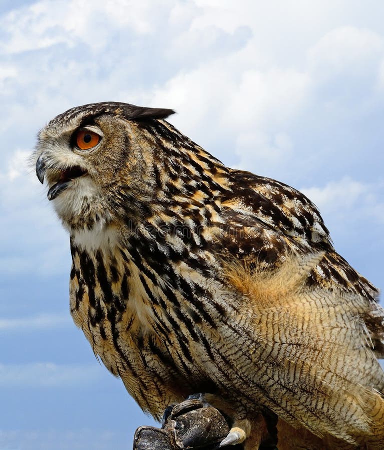 Front view of Hawk head stock image. Image of feather - 41513051