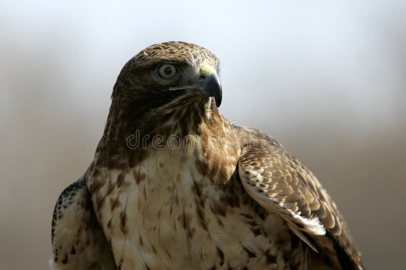 Hawk portrait stock photo. Image of portrait, captive - 59223228