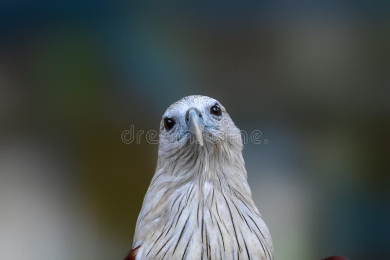 Hawk Portrait, Hawk Eyes View Stock Image - Image of feather, color ...