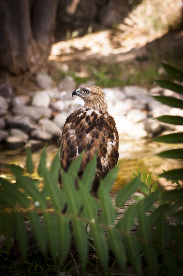 Hawk stock image. Image of animal, close, outdoors, buzzard - 56194665