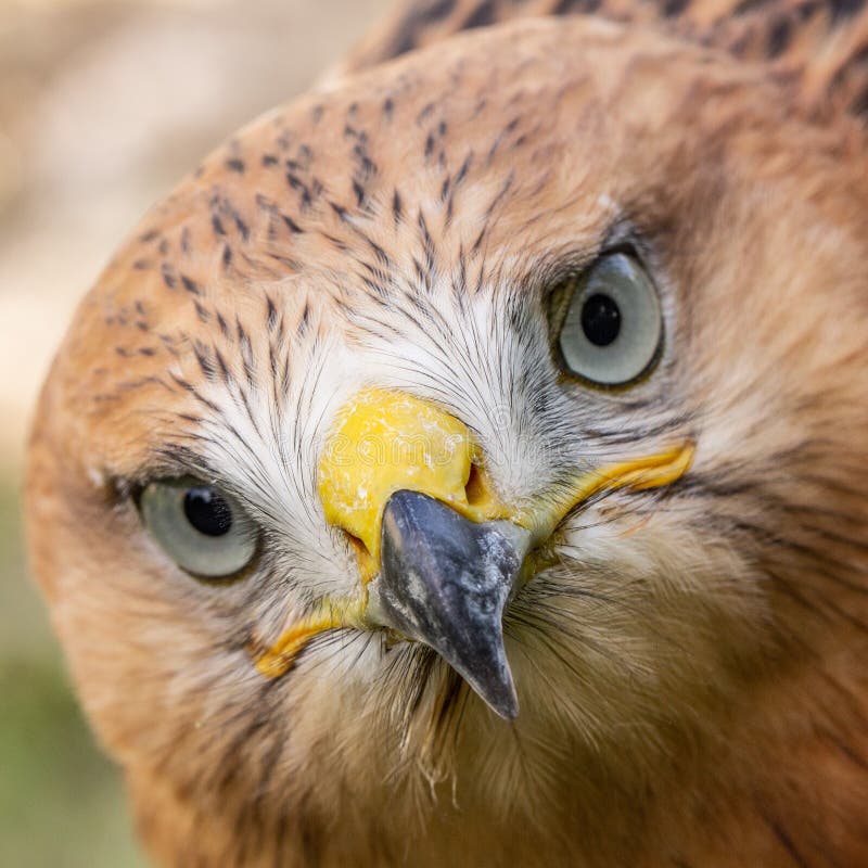 Hawk Portrait with Selective Soft Focus, on the Background of Green ...
