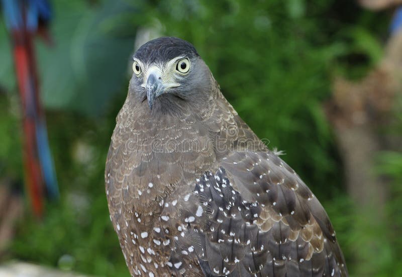 Hawk Portrait Showing Feather Detail Eye Beak Stock Photos - Free ...