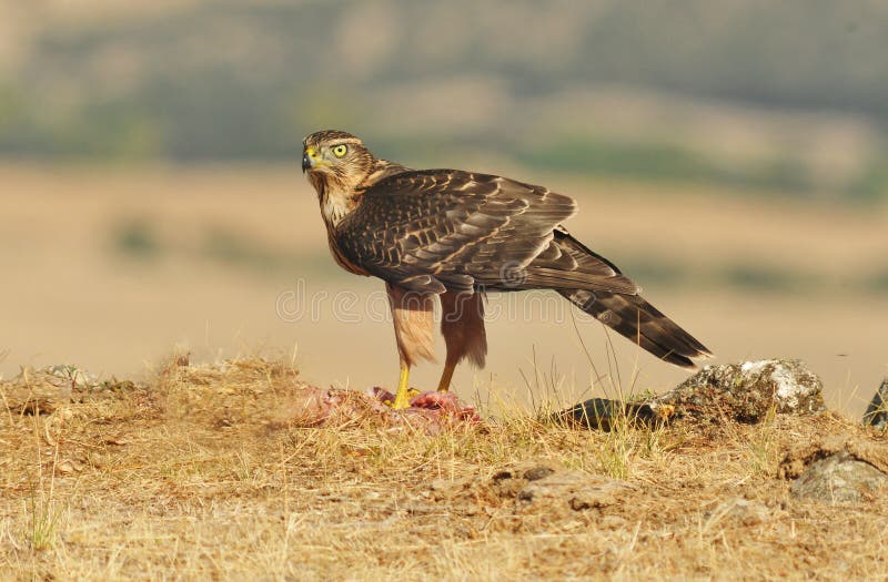 Hawk Poses with Food in the Field Stock Photo - Image of beaks, ground ...