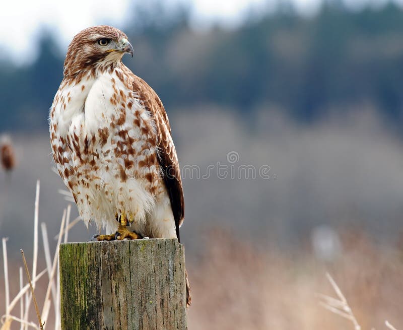 Northern Hawk Owl stock image. Image of ulula, perching - 18415985