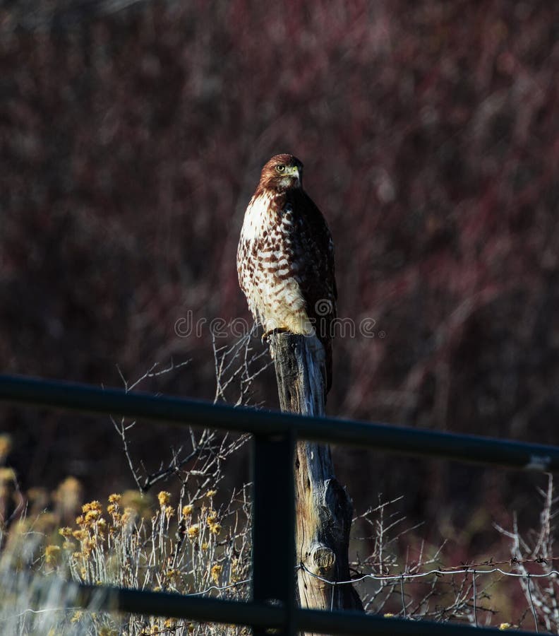 Hawk on a Fence Post stock photo. Image of hawk, expression - 82629608