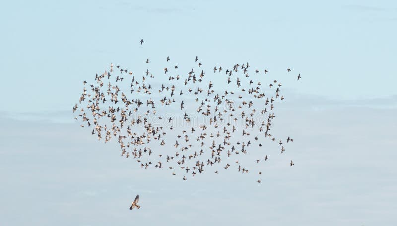 Hawk Predator Chooses Prey from a Flock of Flying Birds Stock Image ...