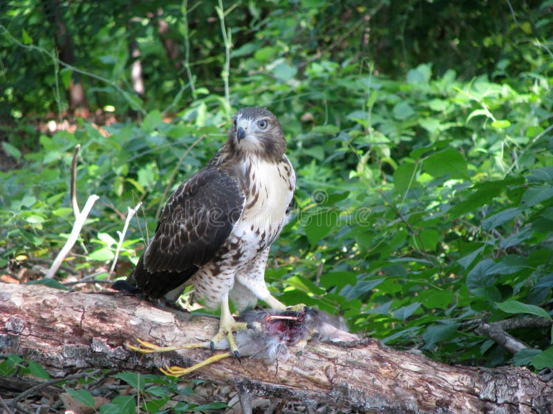 Hawk and Prey stock image. Image of prey, branches, talons - 86668843