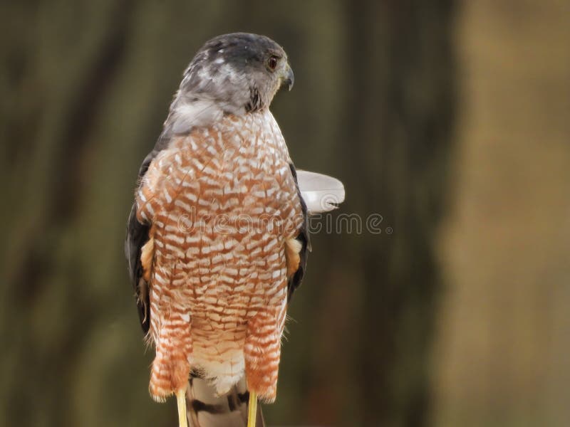 Hawk Profile: a Copper`s Hawk Perched Looking Off To the Side with a ...