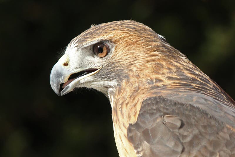 Hawk Profile stock image. Image of female, jamaicensis - 60978753