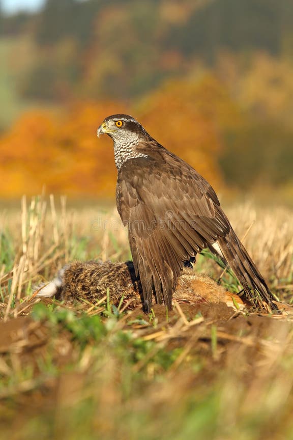 Hawk with rabbit stock photo. Image of majestic, predator - 62108192