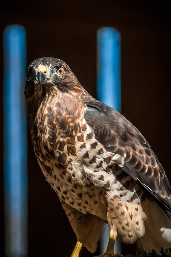 Hawk raptor stock image. Image of speed, raptor, black - 29232825