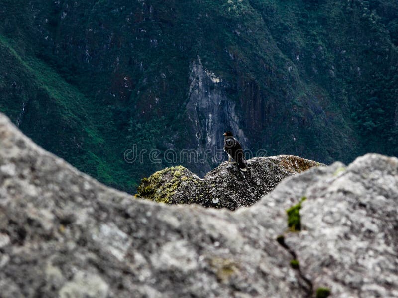 Hawk stock photo. Image of height, stone, spirit, machu - 91711958