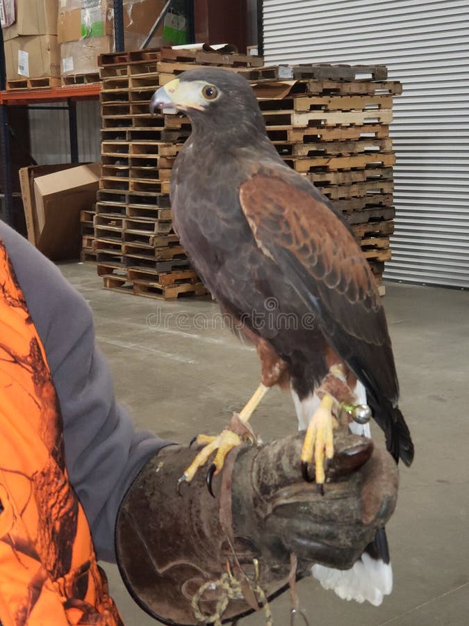 Hawk & X28;real& X29; Stock Image - Image of hawkeye, bird: 162177889