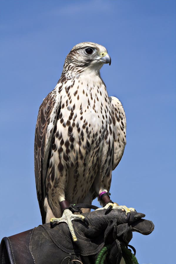 Hawk stock image. Image of phone, cooper, hawk, line - 99691265