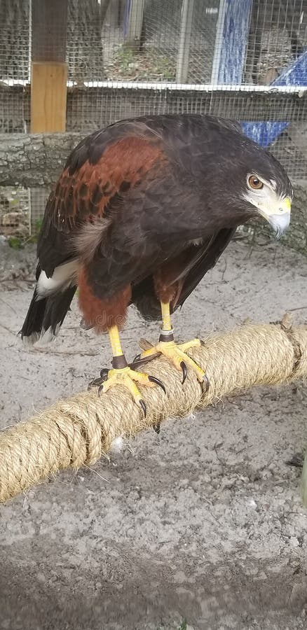 Hawk at a Rehabilitation Aviary in Florida Stock Photo - Image of beak ...