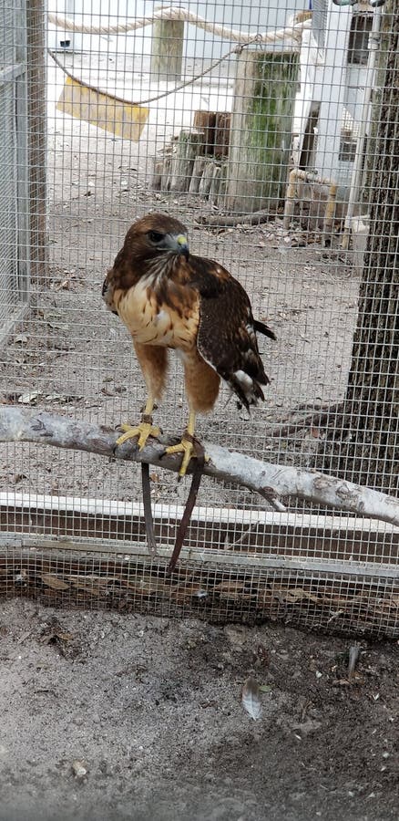 Rehabilitation Aviary Stock Photos - Free & Royalty-Free Stock Photos ...