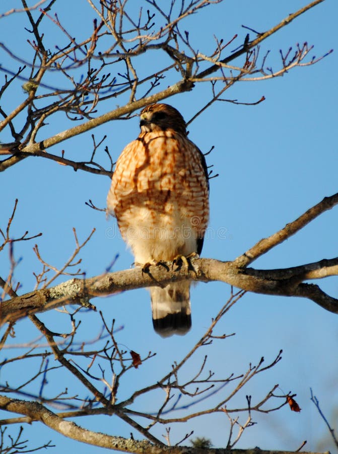 Resting Hawk on Branch stock photo. Image of bare, talons - 196084152