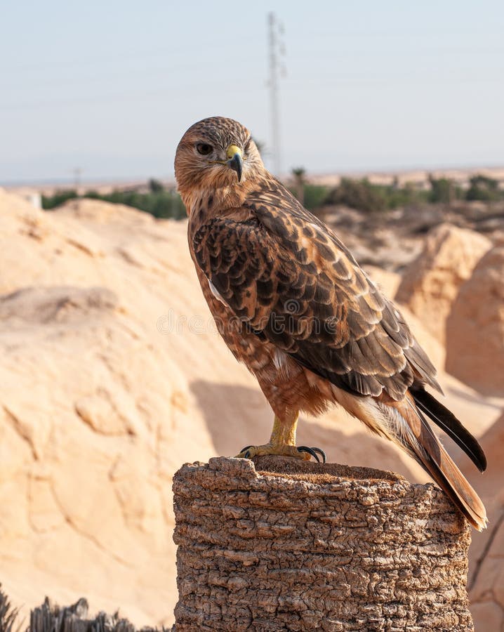Hawk on a rock stock image. Image of horizontal, carnivore - 190830849