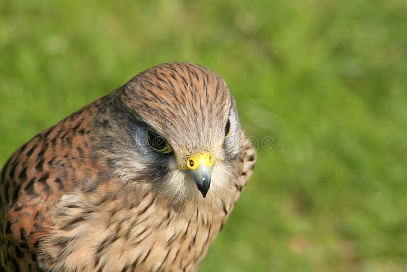 Hawk (with room for text) stock image. Image of symbol - 711561