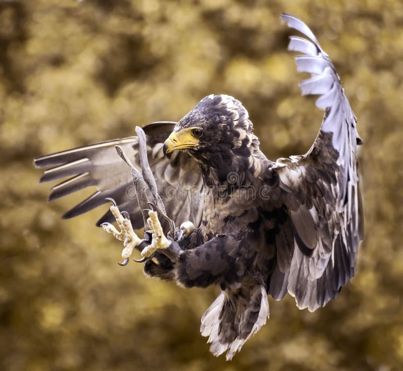 Hawk s attack stock image. Image of preserve, ferocity - 12714171
