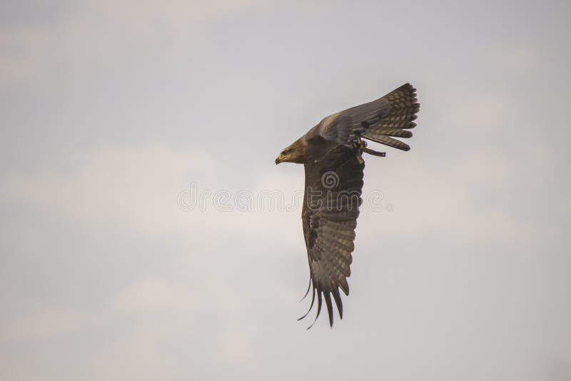 Hawk`s exhibition stock photo. Image of hawks, diver - 91448876