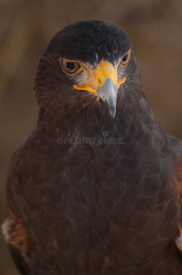 Hawk s Eye stock image. Image of eyes, brown, beauty - 30906749