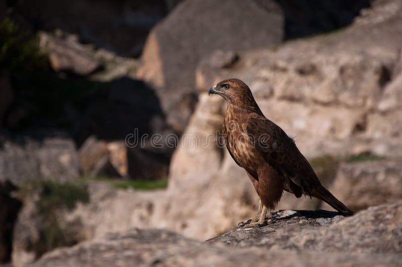 Desert Hawk stock image. Image of bird, wildlife, nature - 7077961