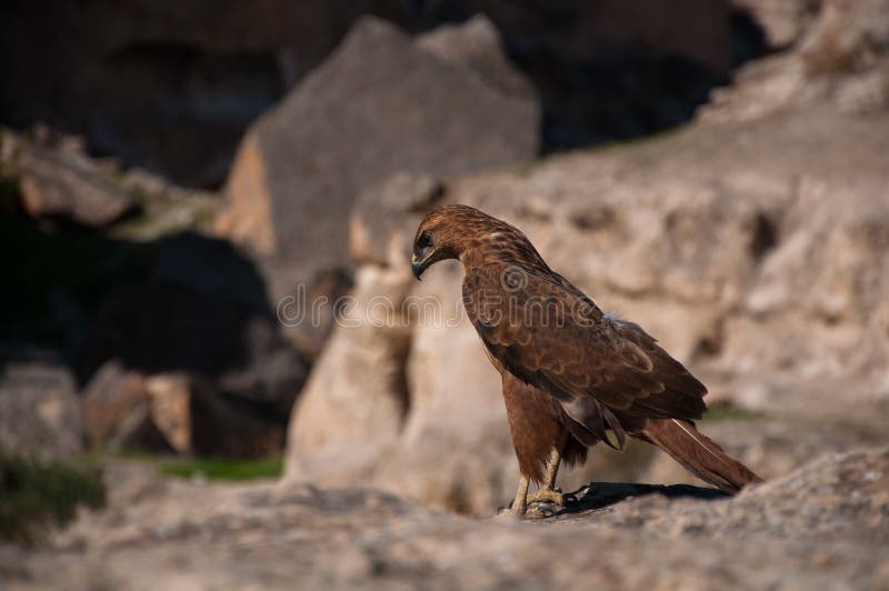 Hawk stock image. Image of prey, animals, avian, birds - 59168267
