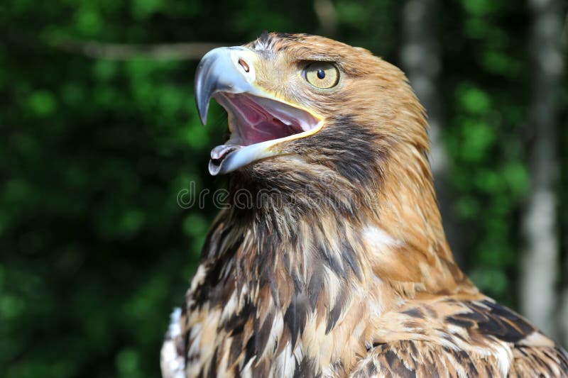 Hawk s head with open beak stock photo. Image of prey - 16260110