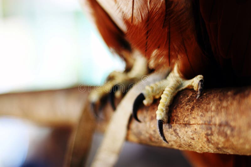 Sharp Claws stock image. Image of hunter, beautiful, staring - 5255807