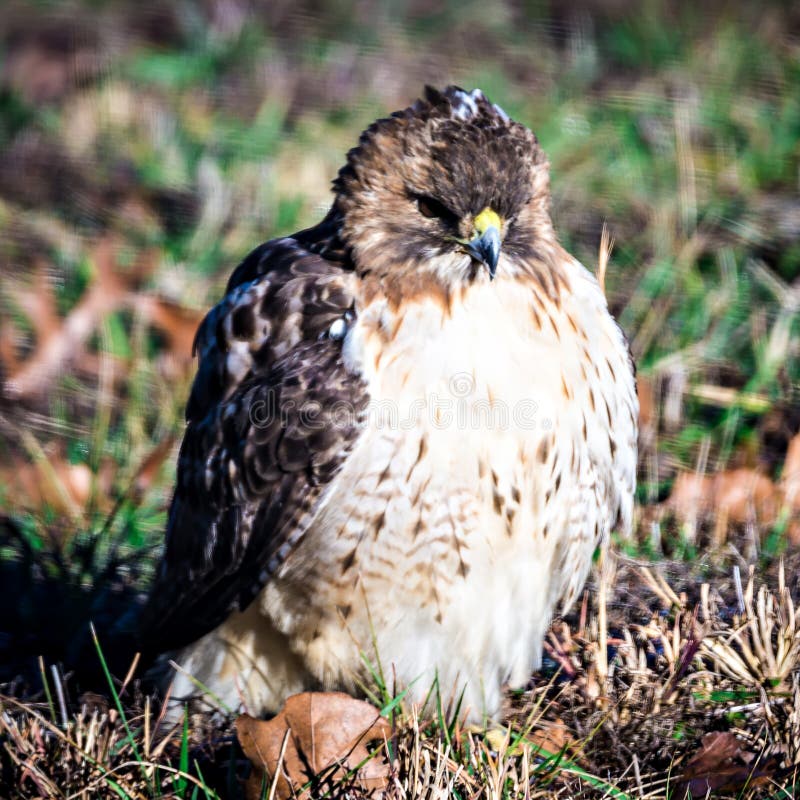 Hawk Sitting in Backyard on Green Lawn Stock Image - Image of falcon ...